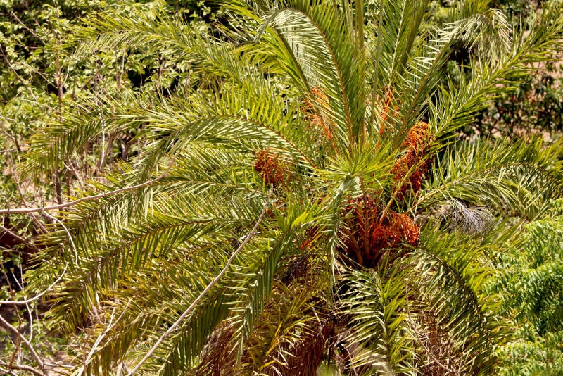 A dates tree stock photo. Image of stood, land, tall - 125992698