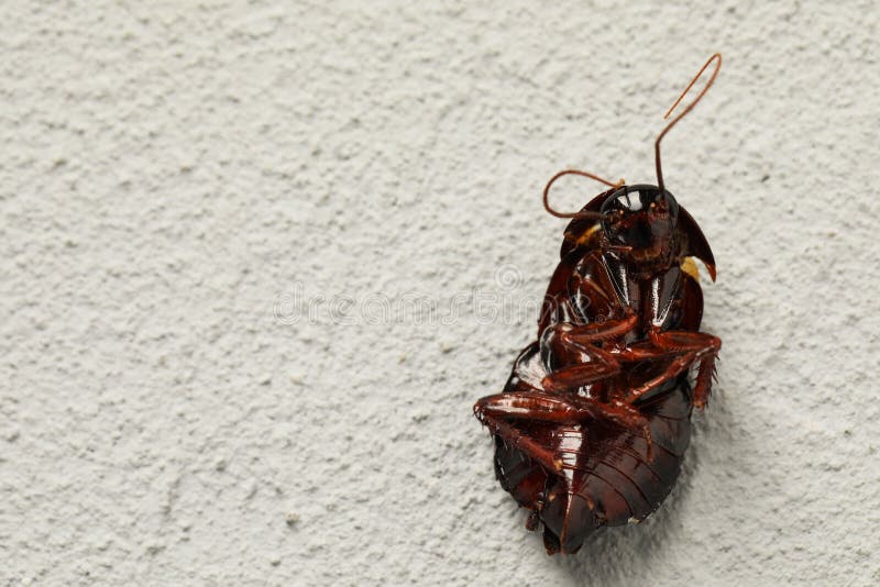 922 Cockroach Top View Stock Photos - Free & Royalty-Free Stock Photos ...