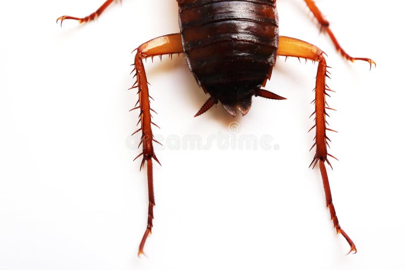 Close-up Cockroach on White Background, Top View. Stock Photo - Image ...