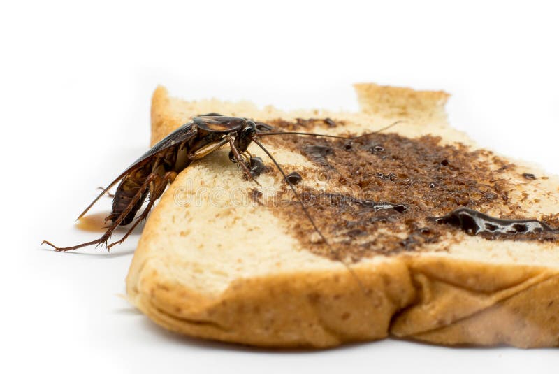 Top View a Dead Cockroach on White Background Stock Photo - Image of ...