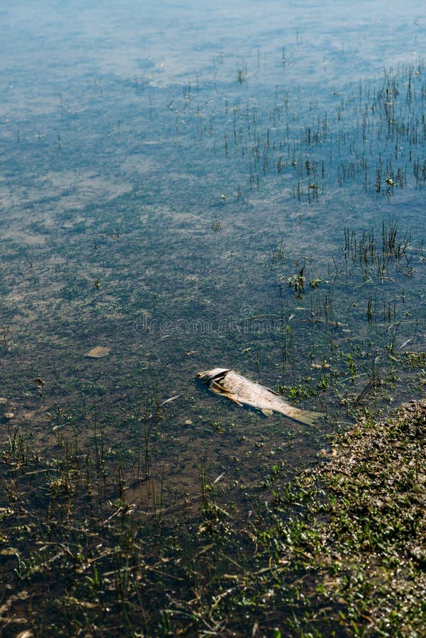 Top View of Dead Fish Near a Lake Stock Photo - Image of water, animal ...