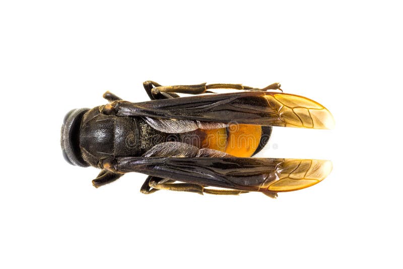 Top view dead insect stock photo. Image of orange, included - 104915722