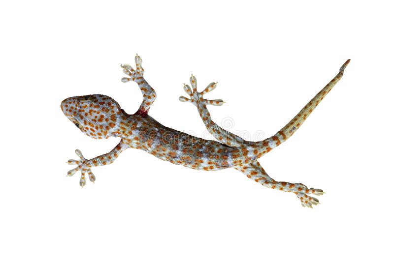 194 Gecko Cartoon Stock Photos - Free & Royalty-Free Stock Photos from ...