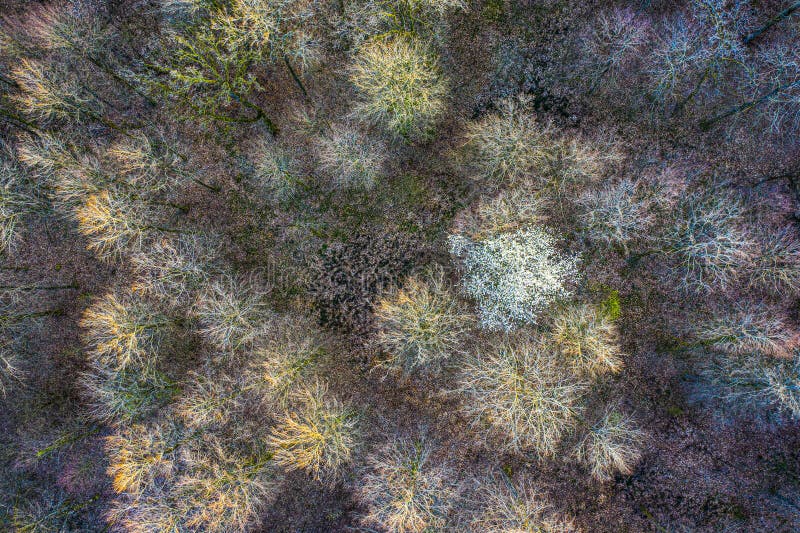 Top View of Deciduous Tree Forest in the Beginning of Spring Stock ...