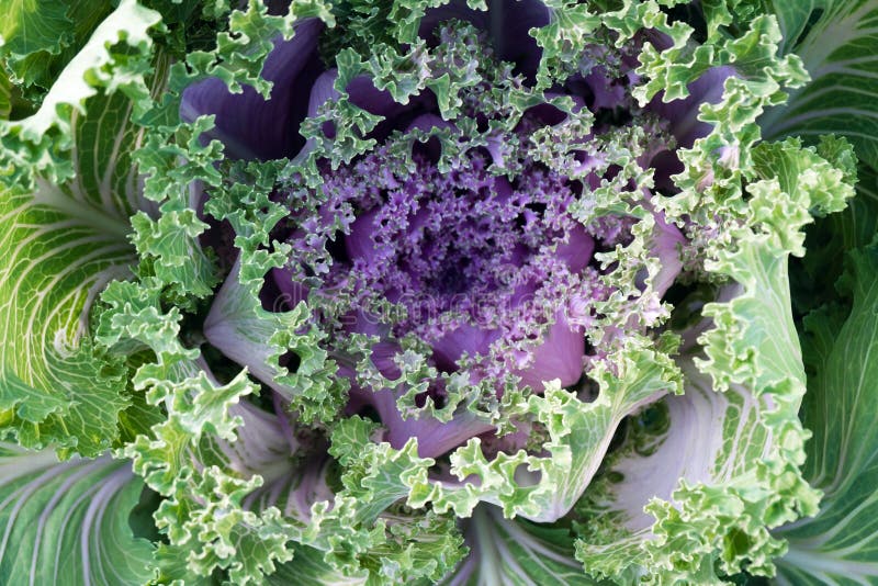 Top View of the Decorative Cabbage Growing in a Flower Bed Stock Photo ...