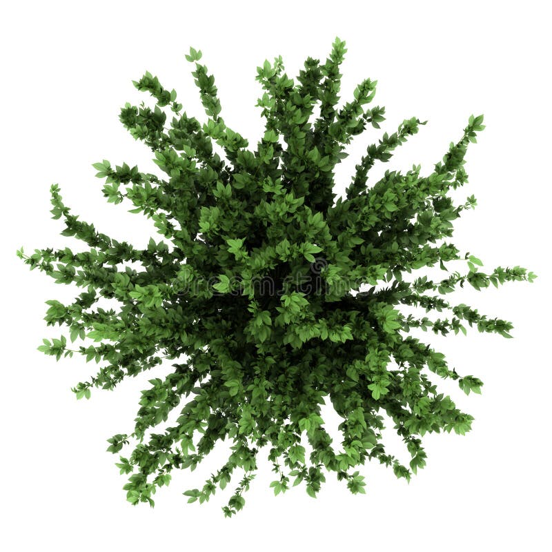 Top View of Decorative Plant in Pot Isolated on White Stock ...