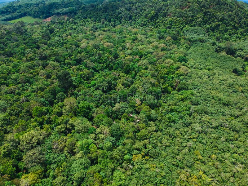 Top View of Deep Rain Forest Green Tree Stock Image - Image of park ...