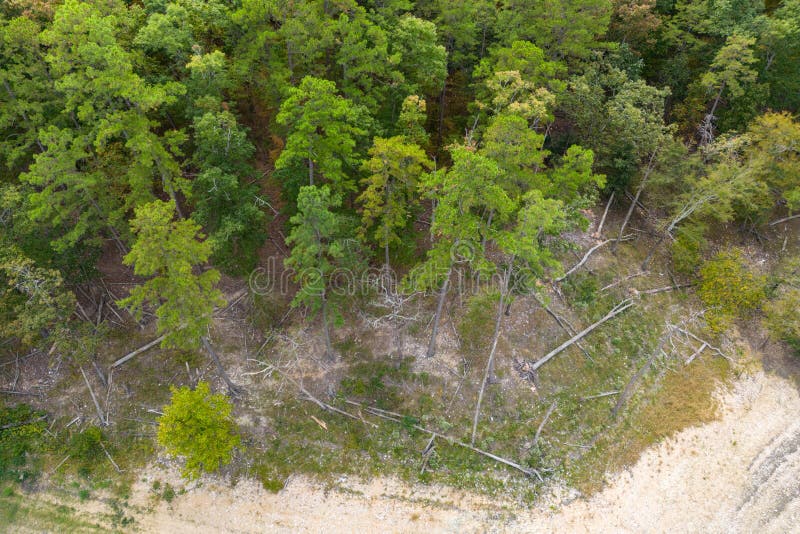 Top View of Deep Wild Forest with Deadfall in Broken Bow, Oklahoma, USA ...