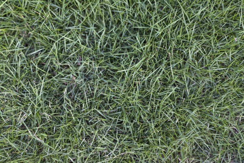 Top View of Dense Green Grass with Natural Texture Stock Photo - Image of garden, earth: 380851328