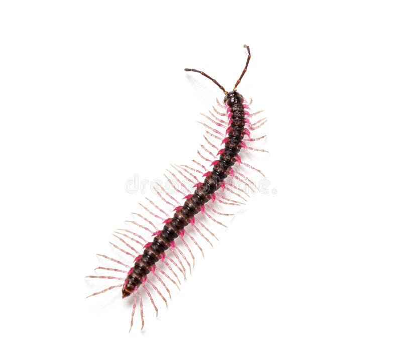 Top View of a Desmoxytes Planata Millipede, Isolated on White ...