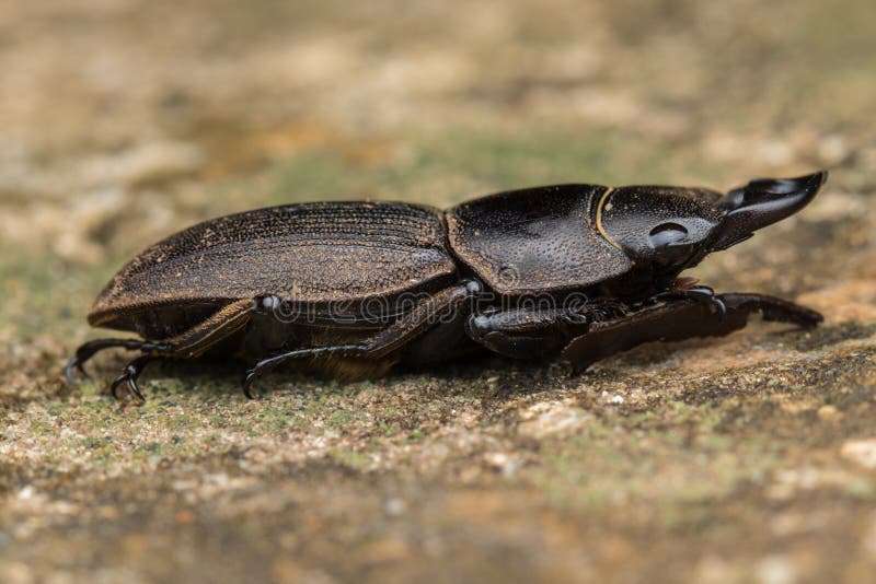 Top View of Detail Image of a Stag Beetle Stock Image - Image of detail ...