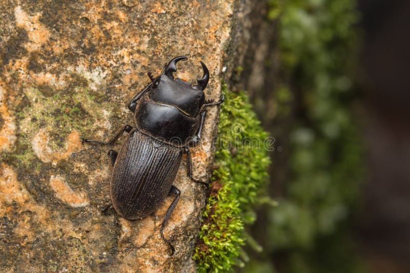Top View of Detail Image of a Stag Beetle Stock Photo - Image of fight ...