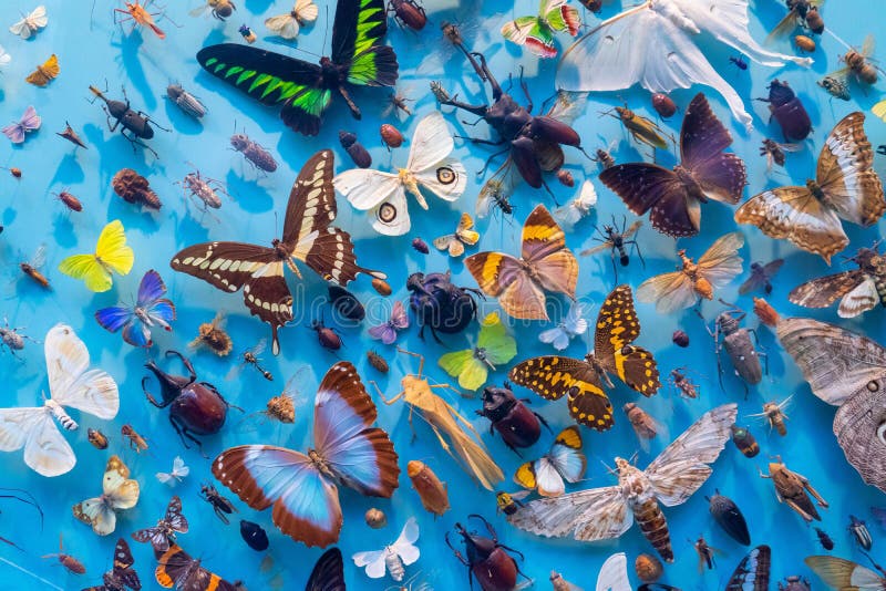 Top View of Different Butterflies and Bugs on a Blue Background Stock ...
