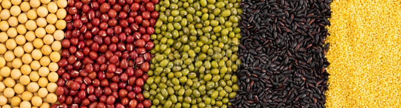 Top View of Different Grain and Cereal Varieties in Vertical Rows Stock ...