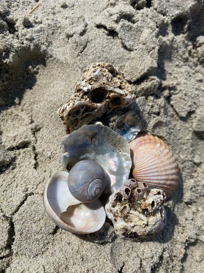 Top View of Different Kinds of Shells on Sandy Beach Stock Image ...
