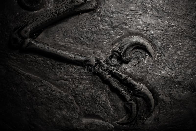 Top View Dinosaur Skeleton Fossil of the Craw with Details Stock Image ...