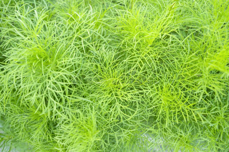 Top View Dog Fennel (Eupatorium Capillifolium) in the Garden Stock ...