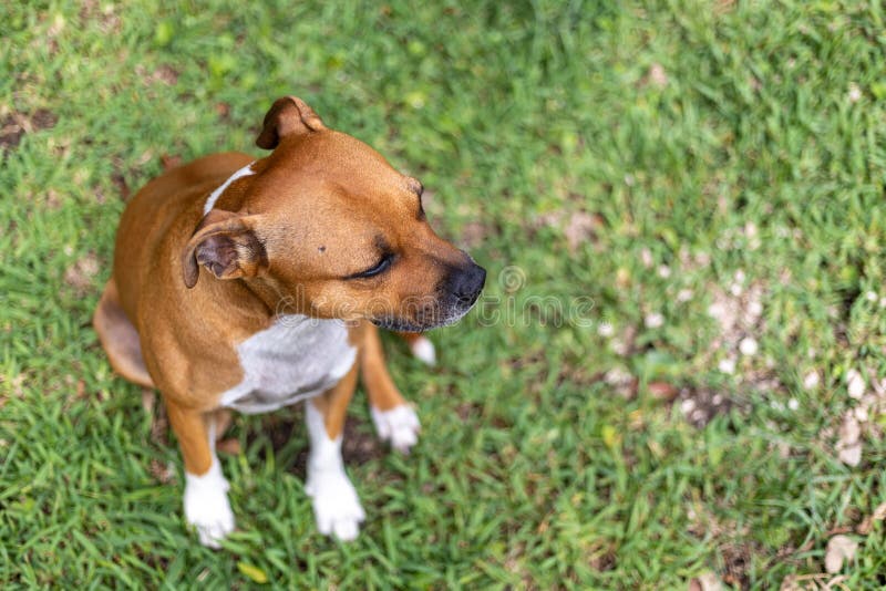 Top view of a dogs head stock photo. Image of golden - 245096858