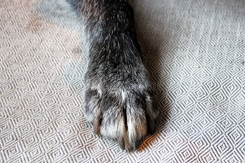 The Top View of a Dogs Paw from the Front Stock Photo - Image of canine ...
