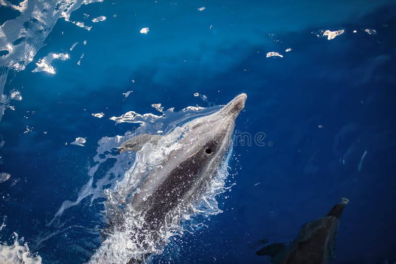696 Dolphin Top View Stock Photos - Free & Royalty-Free Stock Photos ...