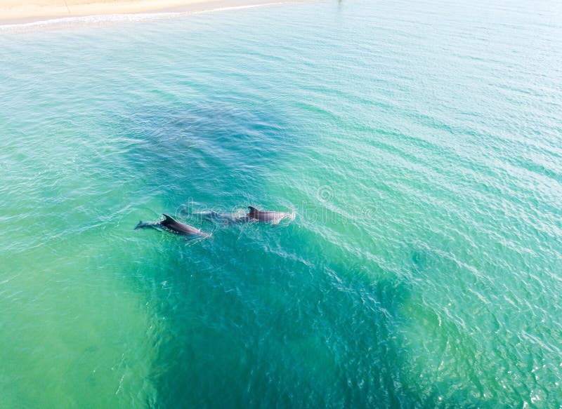 Top View of Dolphins in the Black Sea. Anapa Stock Image - Image of ...