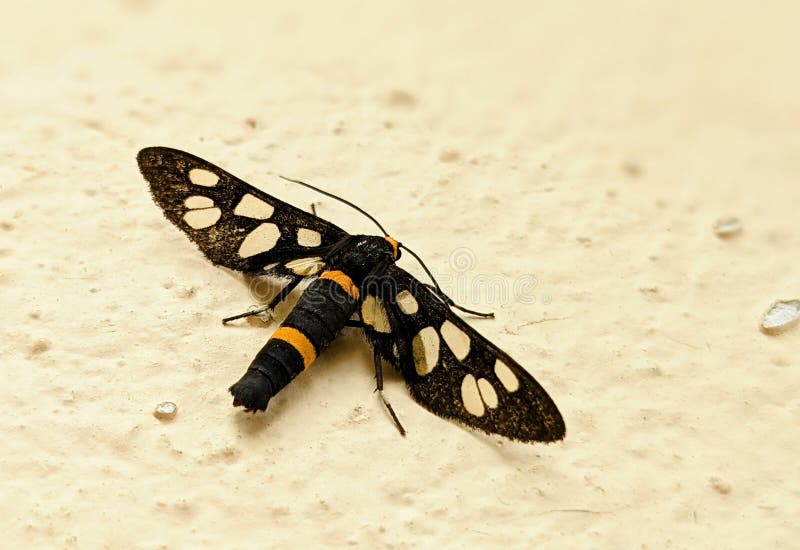 Top View of a Dotted Moth Isolated on a Yellow Background Stock Photo ...