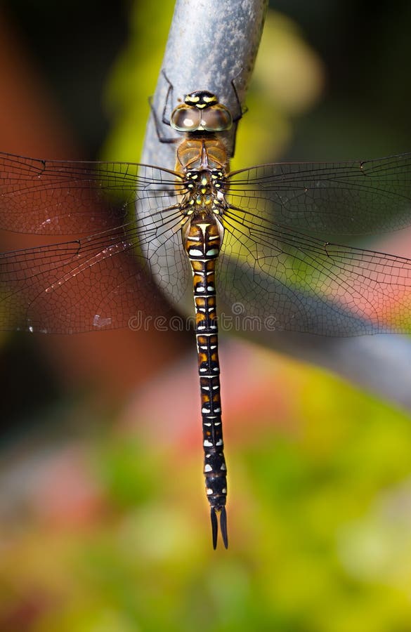 905 Top View Dragonfly Stock Photos - Free & Royalty-Free Stock Photos ...