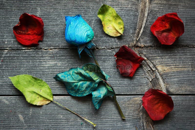 Dried Blue Rose with Leaves and Red Rose Petals Stock Photo - Image of ...