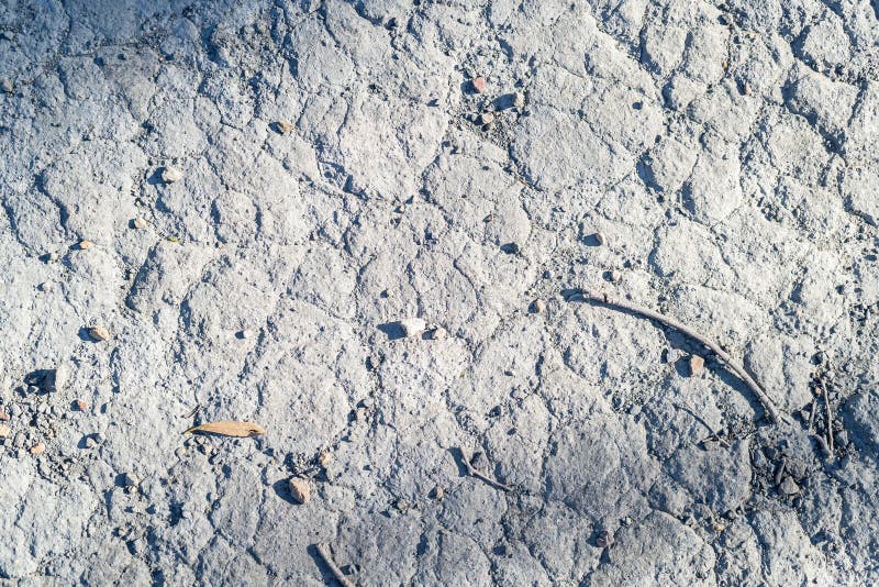 Top View of Dried Branches on the Rough Ground Under the Sunlight ...