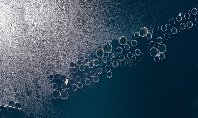 Top View from Drone of the Fish Farm Stock Image - Image of nature ...