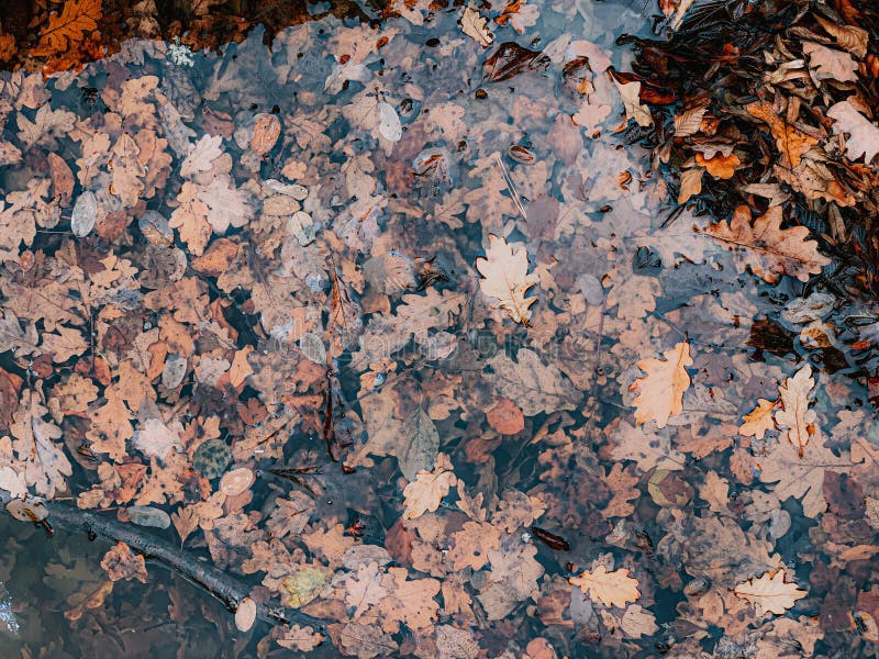 Top View of Dry Autumn Leaves in a Puddle Stock Photo - Image of water ...