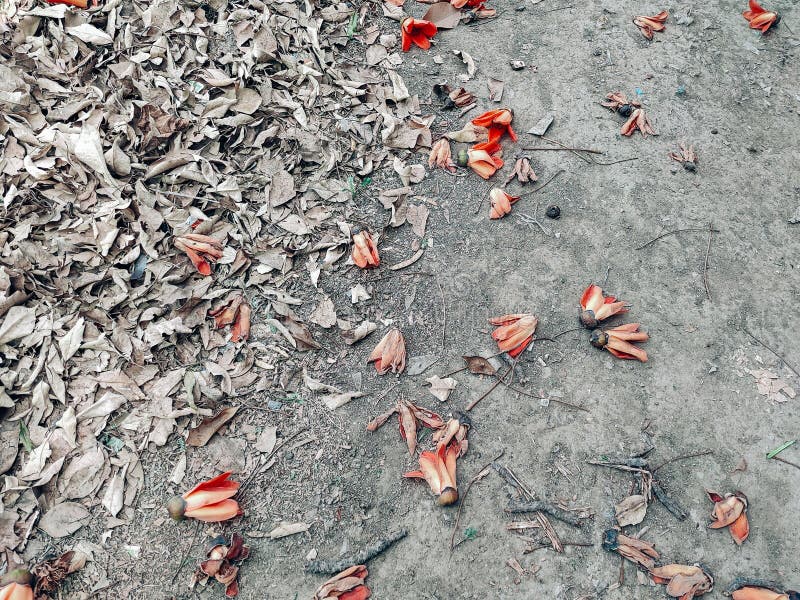 Top View of Dry Fallen Leaves and Withered Flowers on the Ground Stock ...
