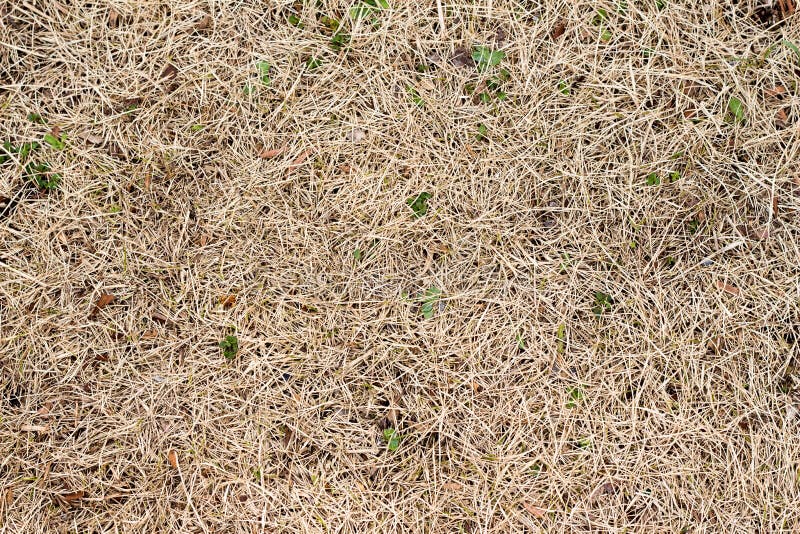 2,499 Top View Dry Grass Land Stock Photos - Free & Royalty-Free Stock ...