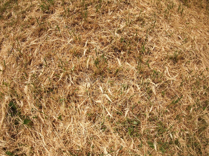 Top View of Dry Grass in the Meadow Stock Photo - Image of field ...