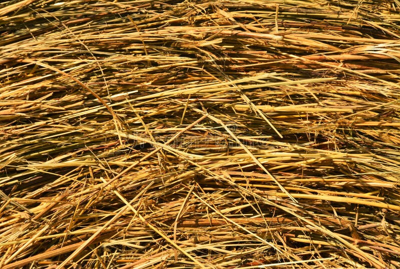 Top View of Dry Hay Texture Background Stock Image - Image of ...