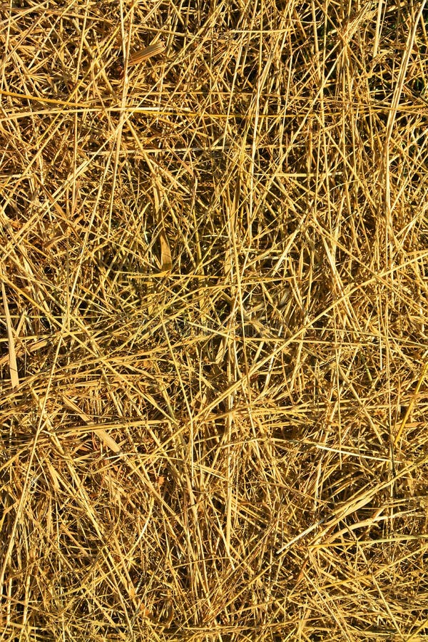 Top View of Dry Hay Texture Background Stock Photo - Image of texture ...