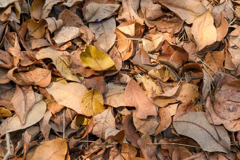 Top View of Dry Leaves Fall Off. Ideal for Backgrounds and Textures ...