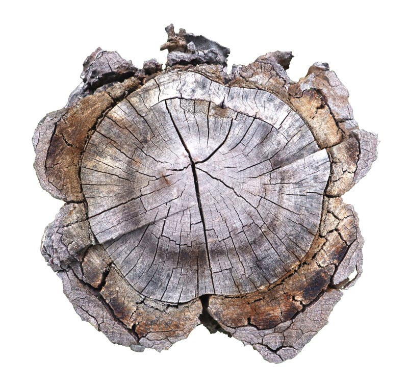 Top View of Dry Log Surface Dead Circles of Old Trees Cut from the ...