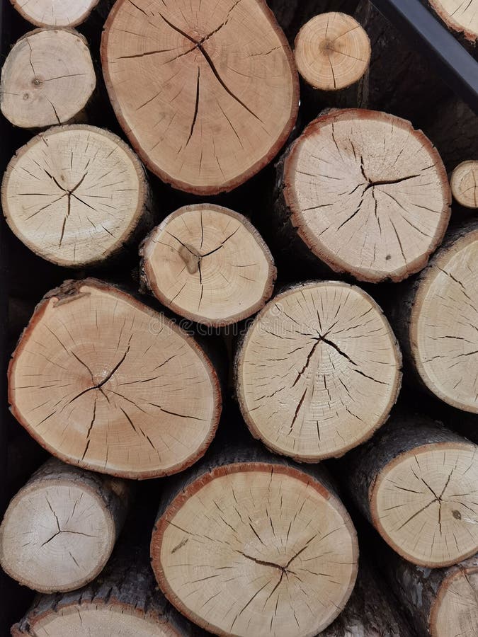 Top view of dry tree logs stock image. Image of timber - 260151891