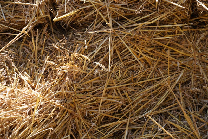 Top View of Dry Yellow Straw Under the Sunlight Stock Photo - Image of ...