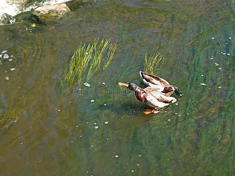 Top View of a Duck in a Pond. Stock Photo - Image of river, fauna ...