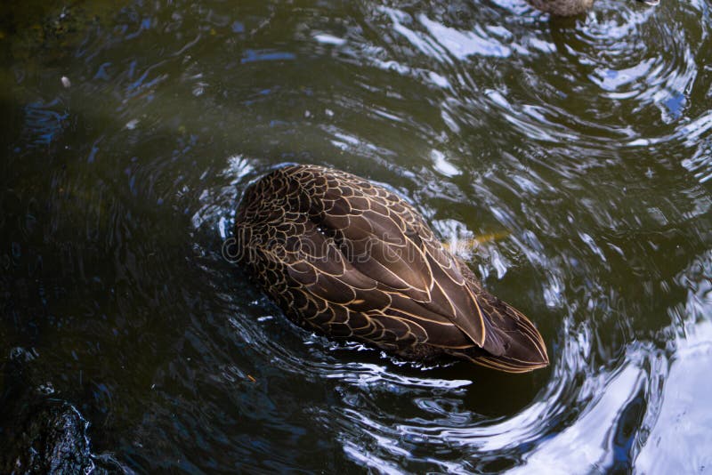 Duck Putting Its Head Under Water Stock Photo - Image of water, dive ...