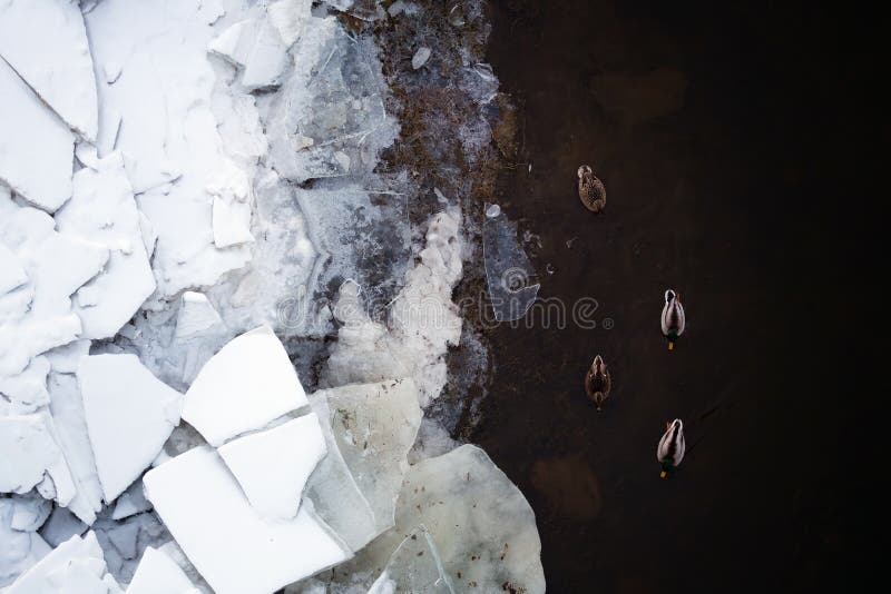 Top View of Ducks in the River. Ducks Splashing in the Water Stock ...
