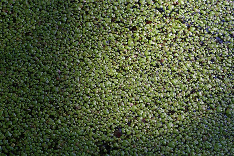 Top View of Duckweeds (Lemnoideae) on Water Surface Stock Photo - Image ...