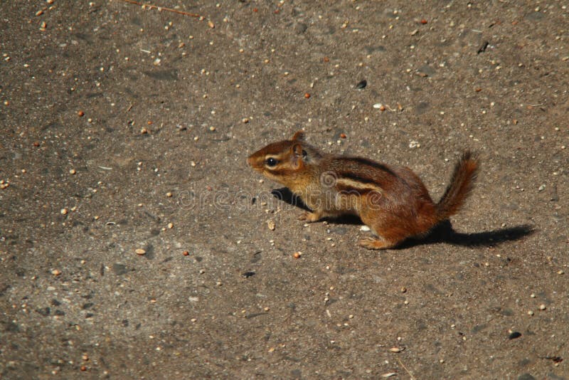 Top View of an Eastern Chipmunk Stock Image - Image of chipmunk ...
