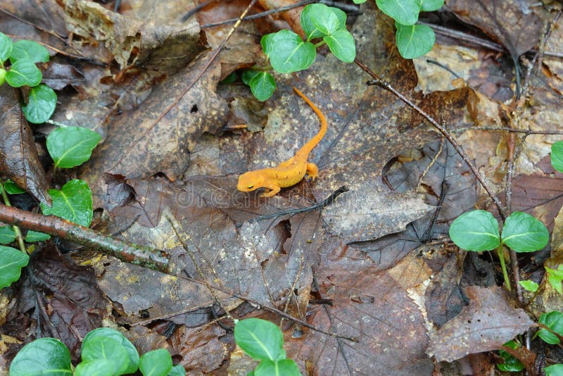 Top View of an Eastern Newt on a Wet Leaves Stock Photo - Image of ...
