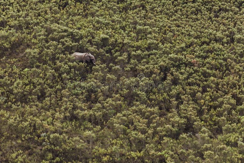 Top View of an Elephant Walking O the Savana Stock Image - Image of ...