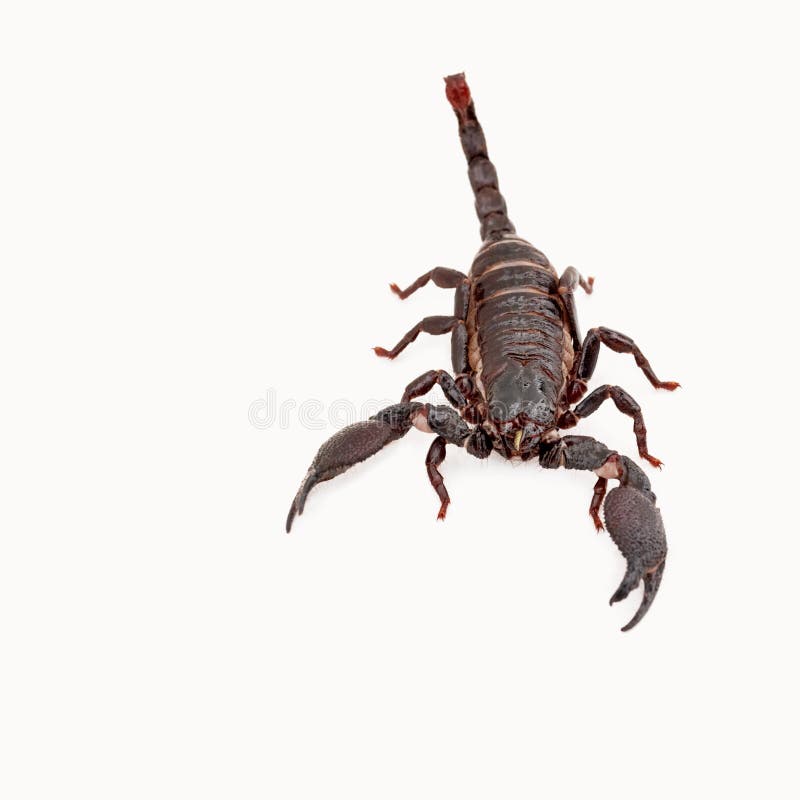 Top View of an Emperor Scorpion Isolated Stock Image - Image of living ...