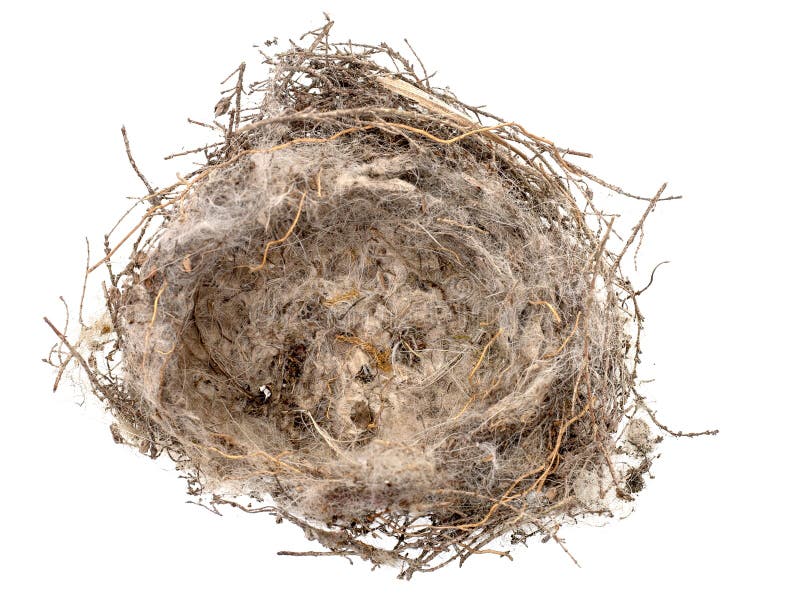 Top View of Empty Bird Nest Isolated on White, Rather Scruffy, Very ...