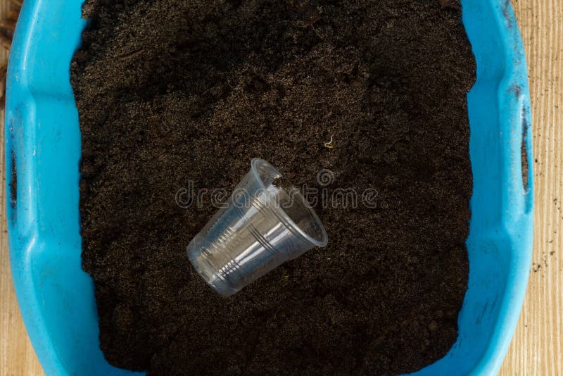 Top View of Empty Plastic Cup To Fill it with Soil for Seeding and ...
